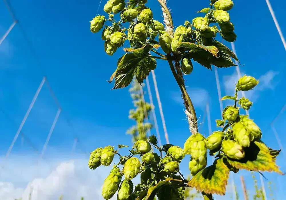 Exploring the Future of British Hops – Adnams PLC