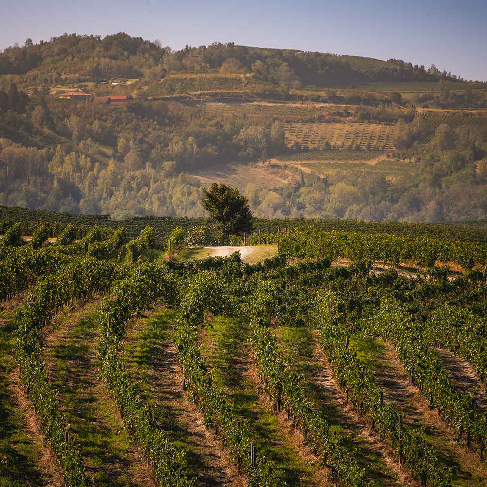 Gavi DOCG, Ricossa, Piedmont – Adnams PLC